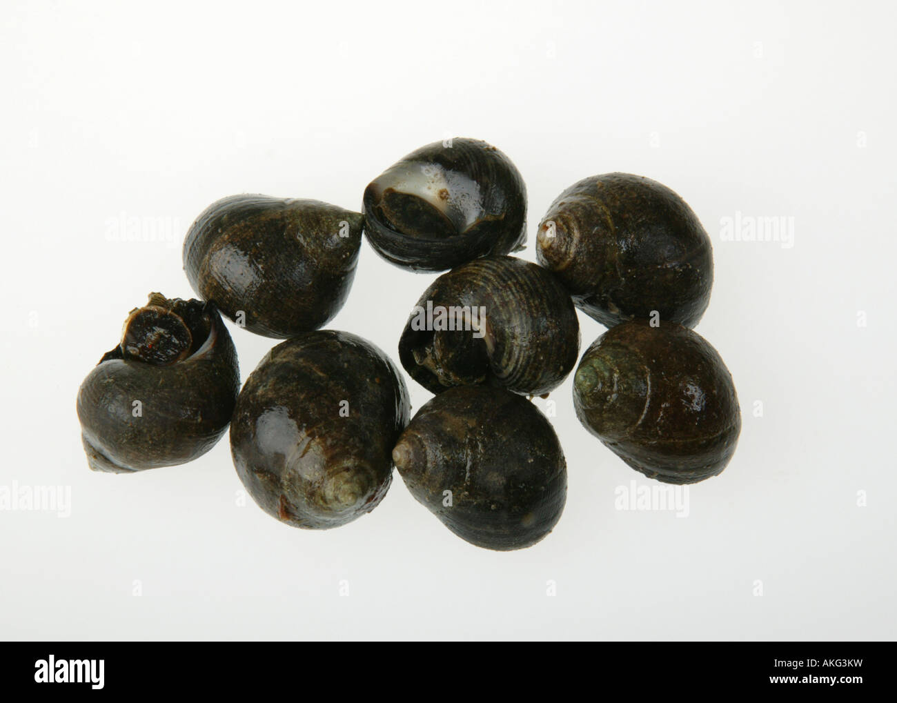 Coquille de bigorneau Banque de photographies et d’images à haute résolution - Alamy