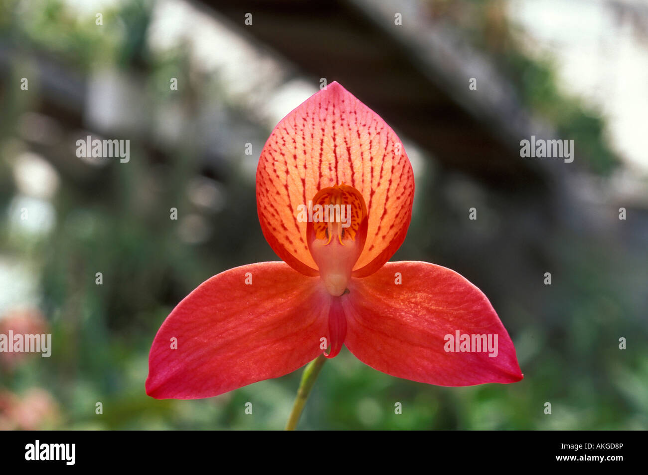 Disa uniflora Banque de photographies et d’images à haute résolution ...