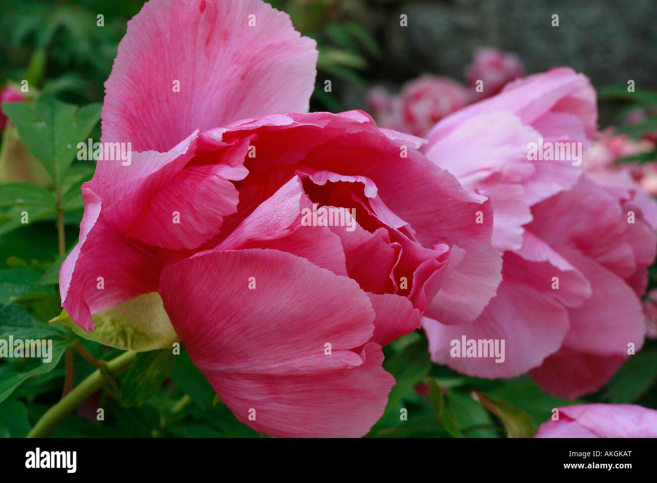 Naniwa nishiki Banque de photographies et d’images à haute résolution ...