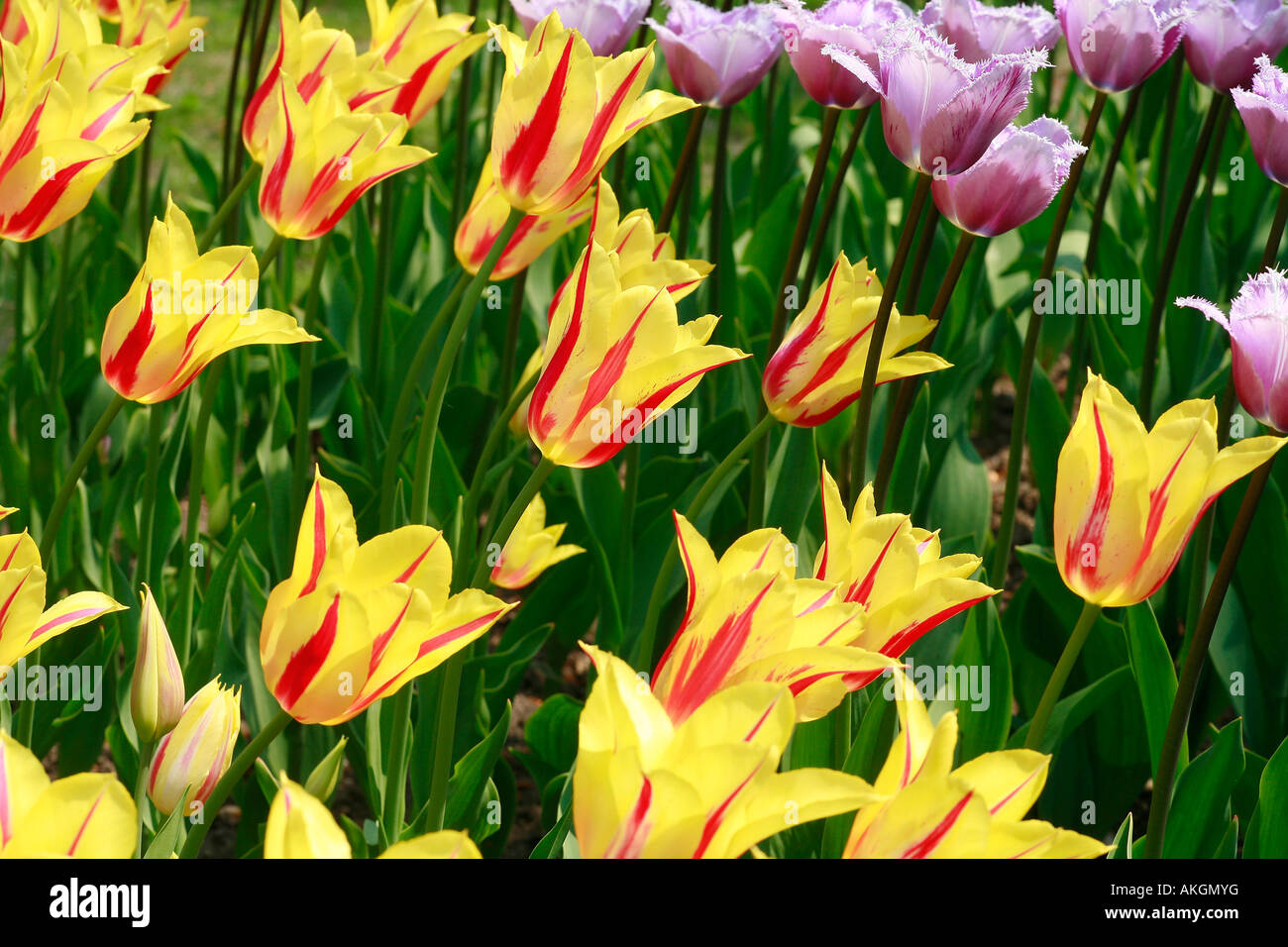 Tulips mona lisa Banque de photographies et d’images à haute résolution ...