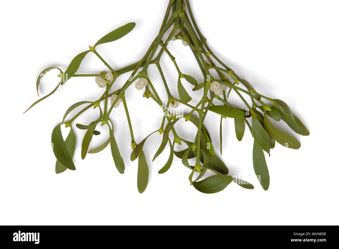 Gui noël Banque de photographies et d’images à haute résolution - Alamy