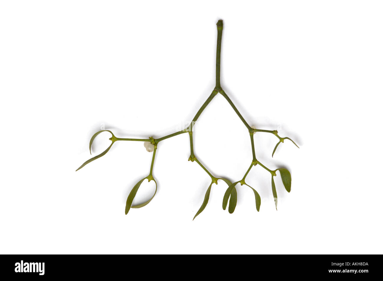 Boule de gui Banque d'images détourées - Alamy