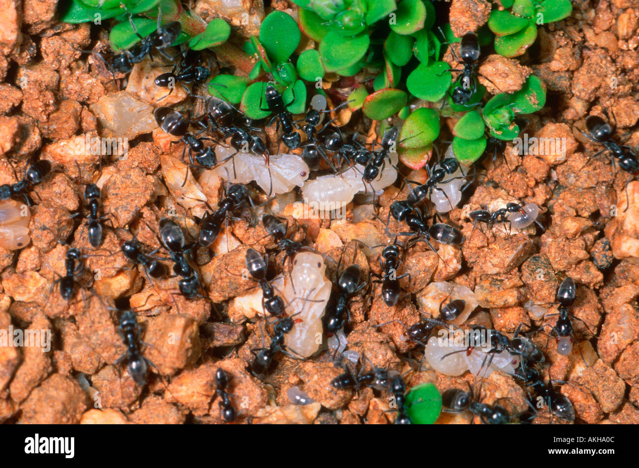 Fourmis Moissonneuses