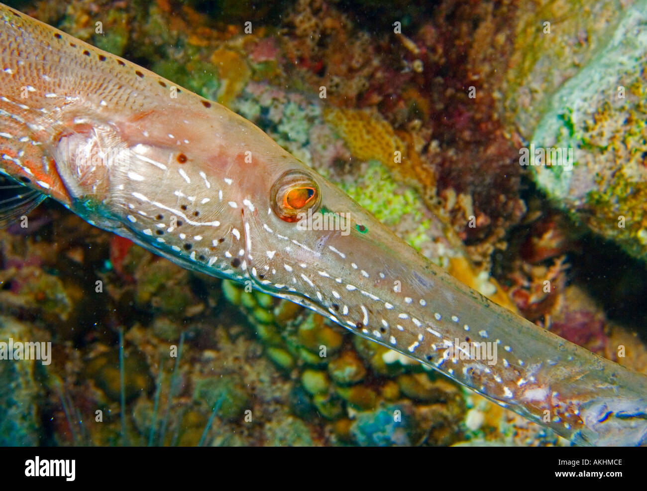 Poisson trompette des caraibes Banque de photographies et d’images à ...