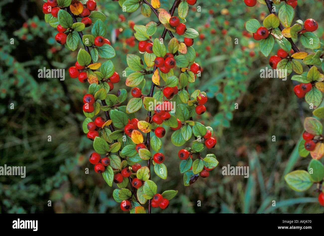Rockspray cotoneaster cotoneaster horizontalis Banque de photographies ...