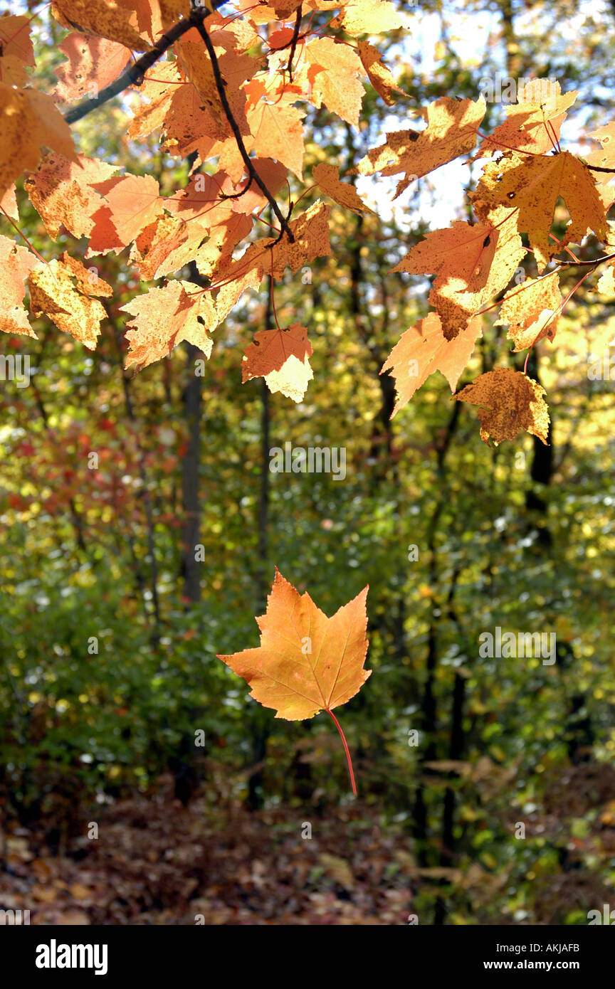 Feuille d'automne qui tombe Banque de photographies et d’images à haute ...