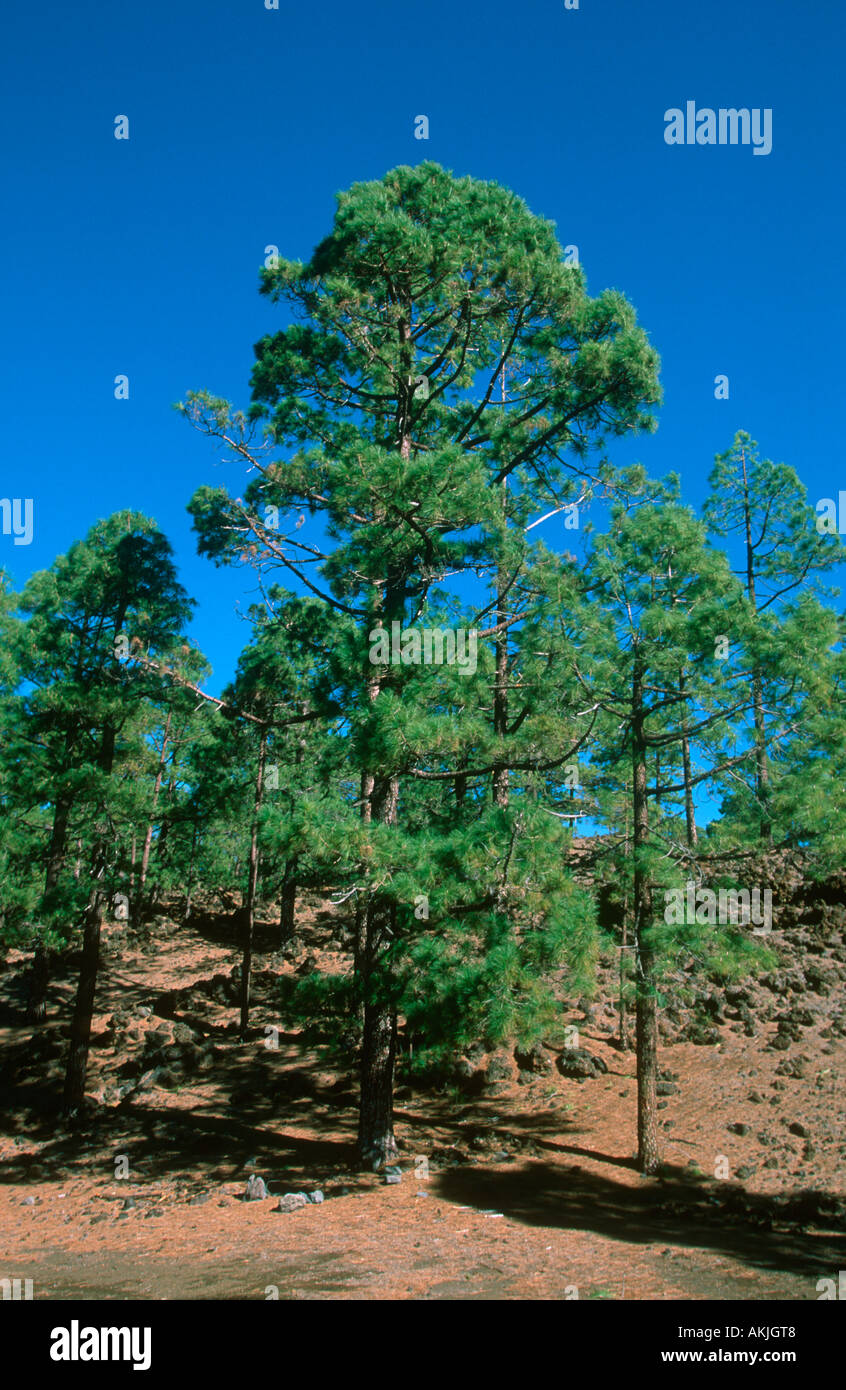 Pins canaris pinus canariensis Banque de photographies et d’images à ...