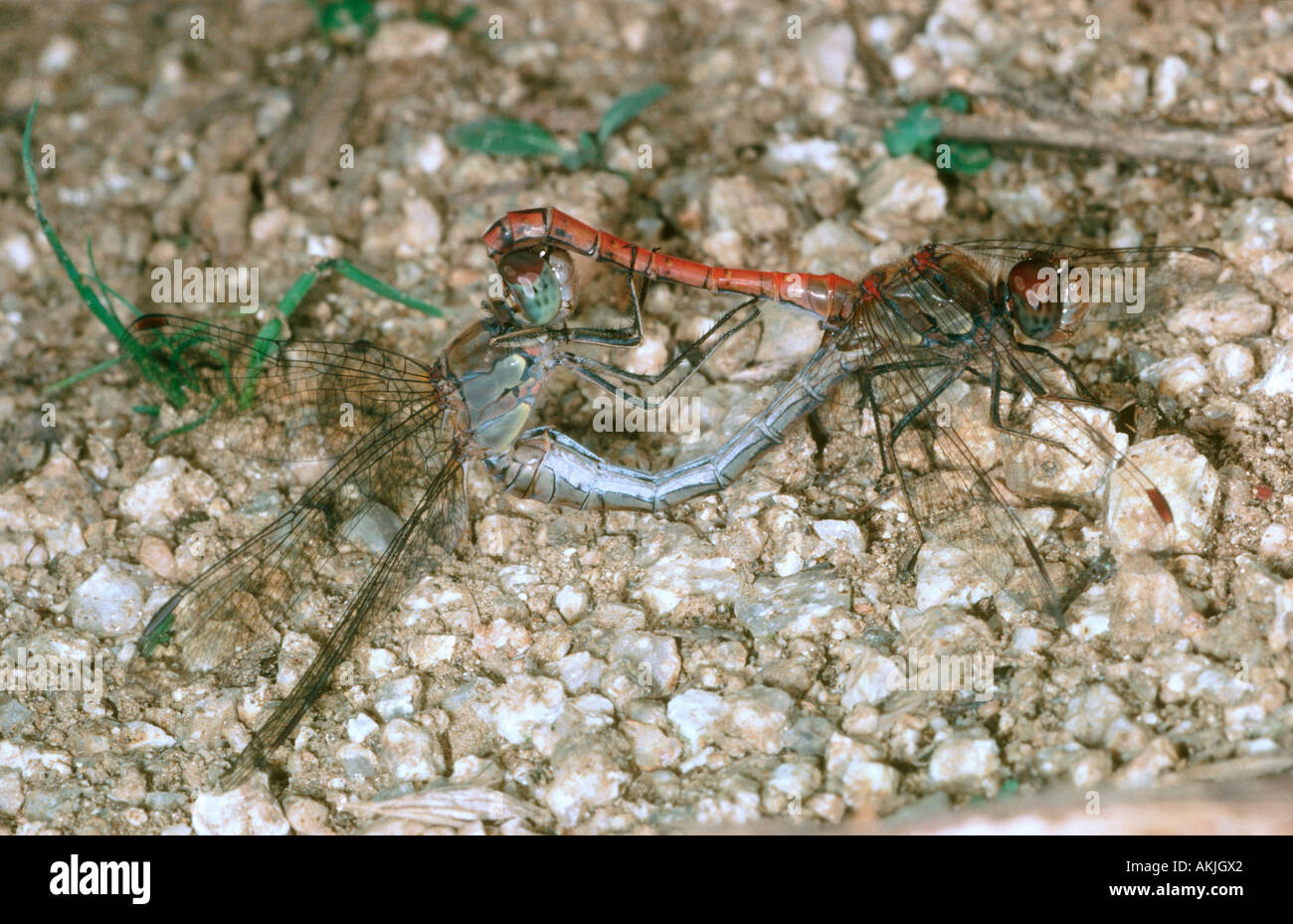 Accouplement de libellules rouges Banque de photographies et d’images à ...