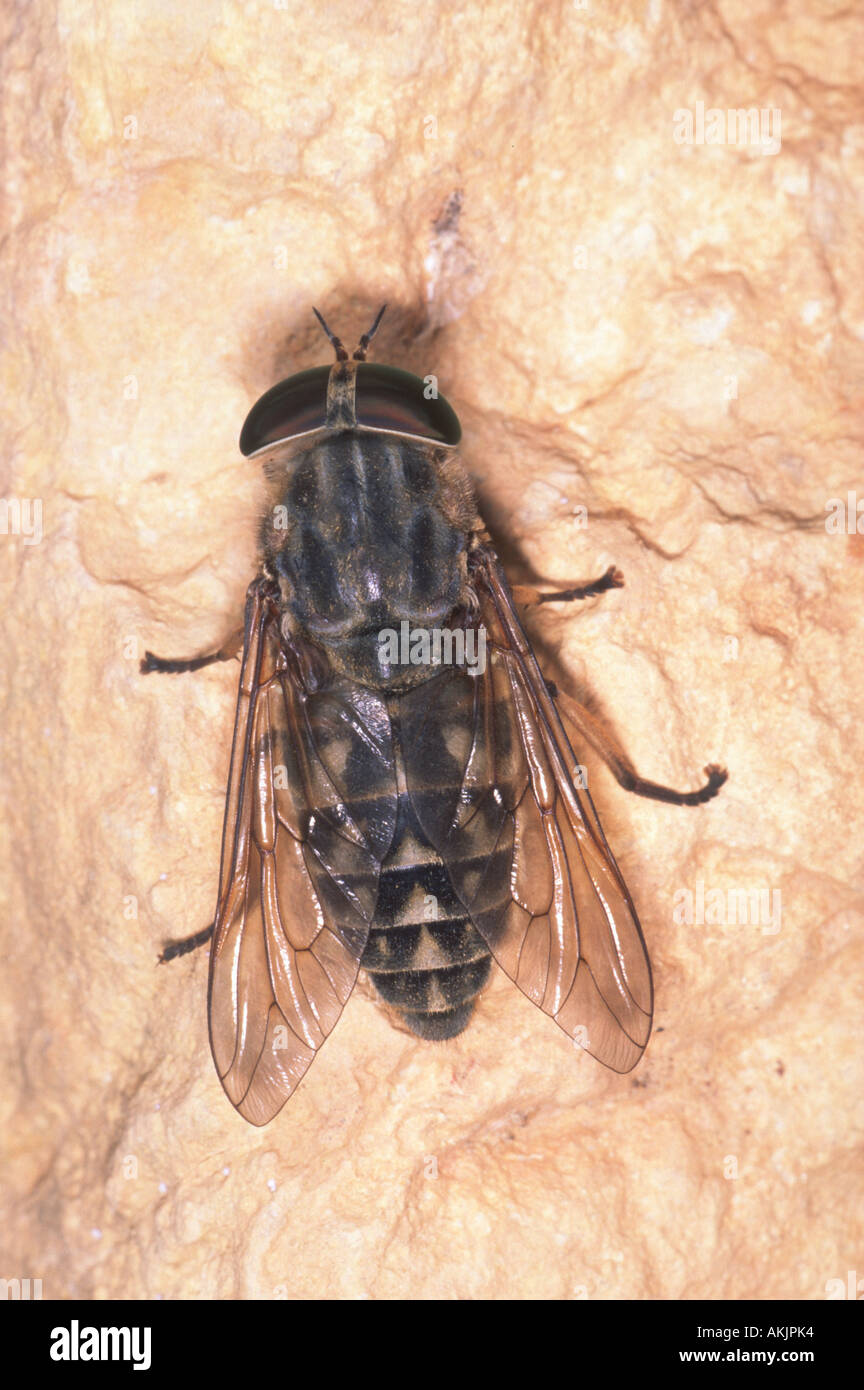 Tabanus Sp Banque d'image et photos - Alamy