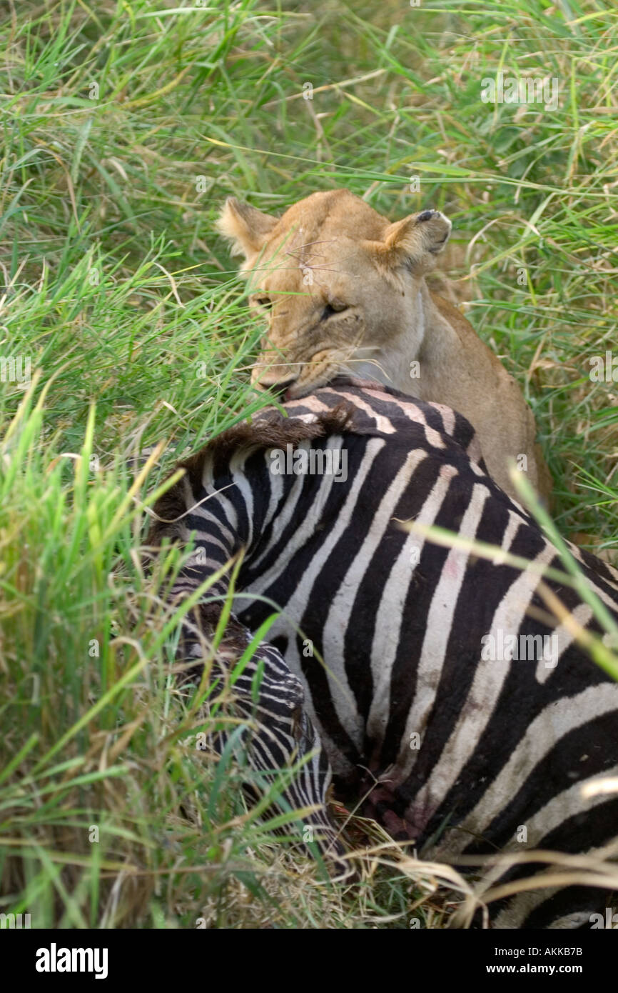 Lion massai Banque de photographies et d’images à haute résolution - Alamy