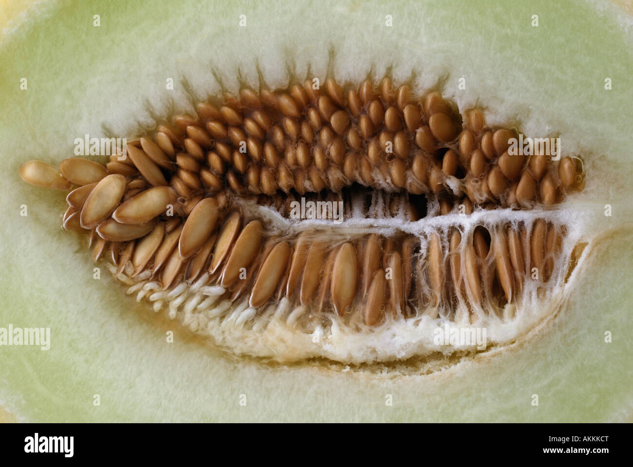 Cucumis melo inodorus Banque de photographies et d’images à haute ...