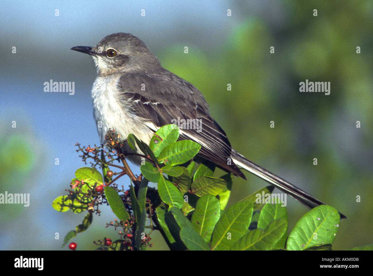 Mocking bird Banque de photographies et d’images à haute résolution - Alamy