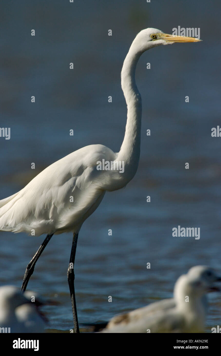 Ardea alba Banque d'images détourées - Alamy