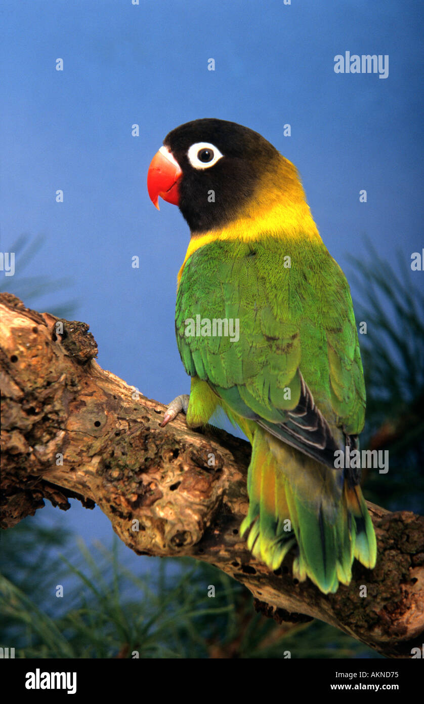 Agapornis Personatus Banque d'image et photos - Alamy