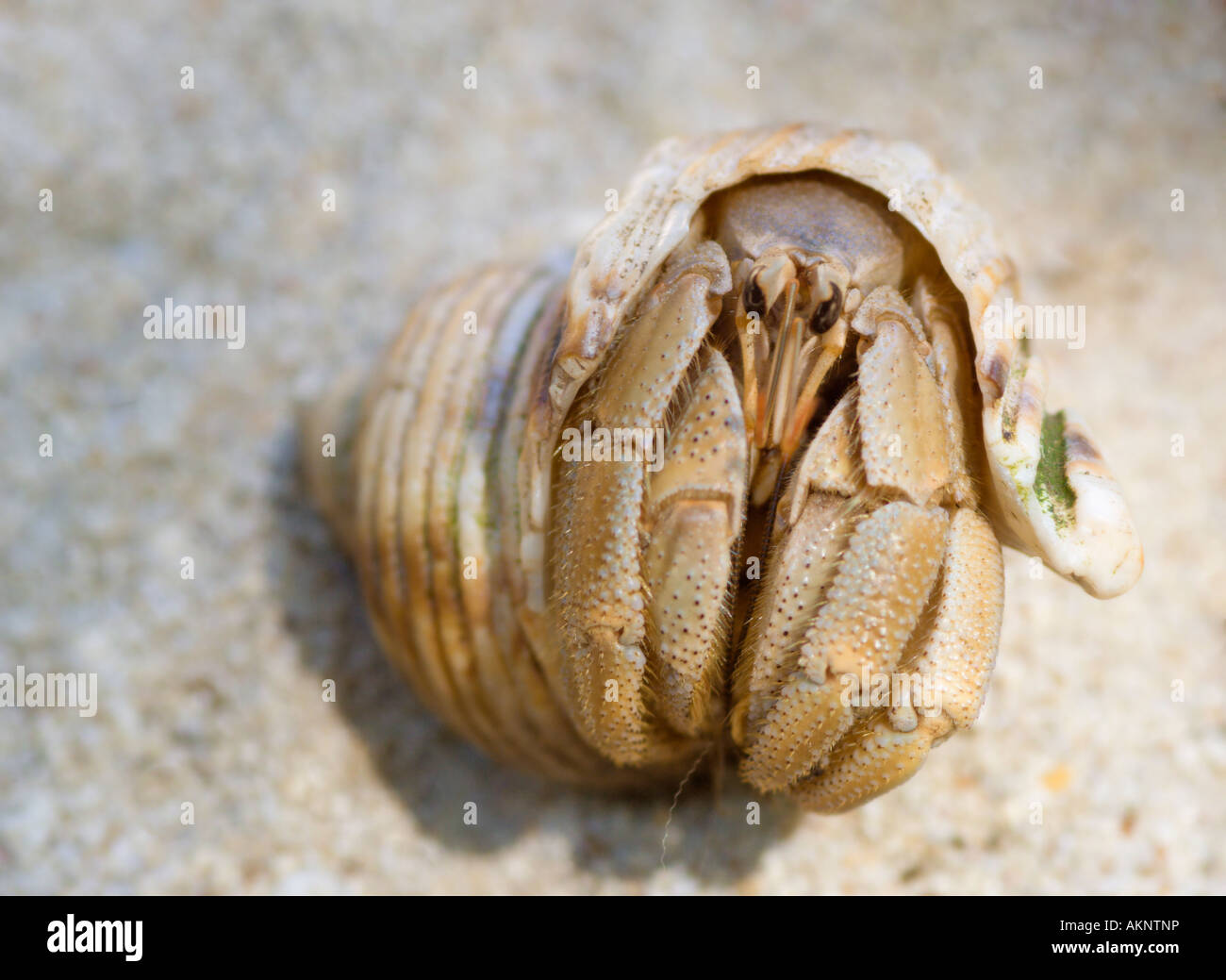 Ermite de mer Banque de photographies et d’images à haute résolution ...