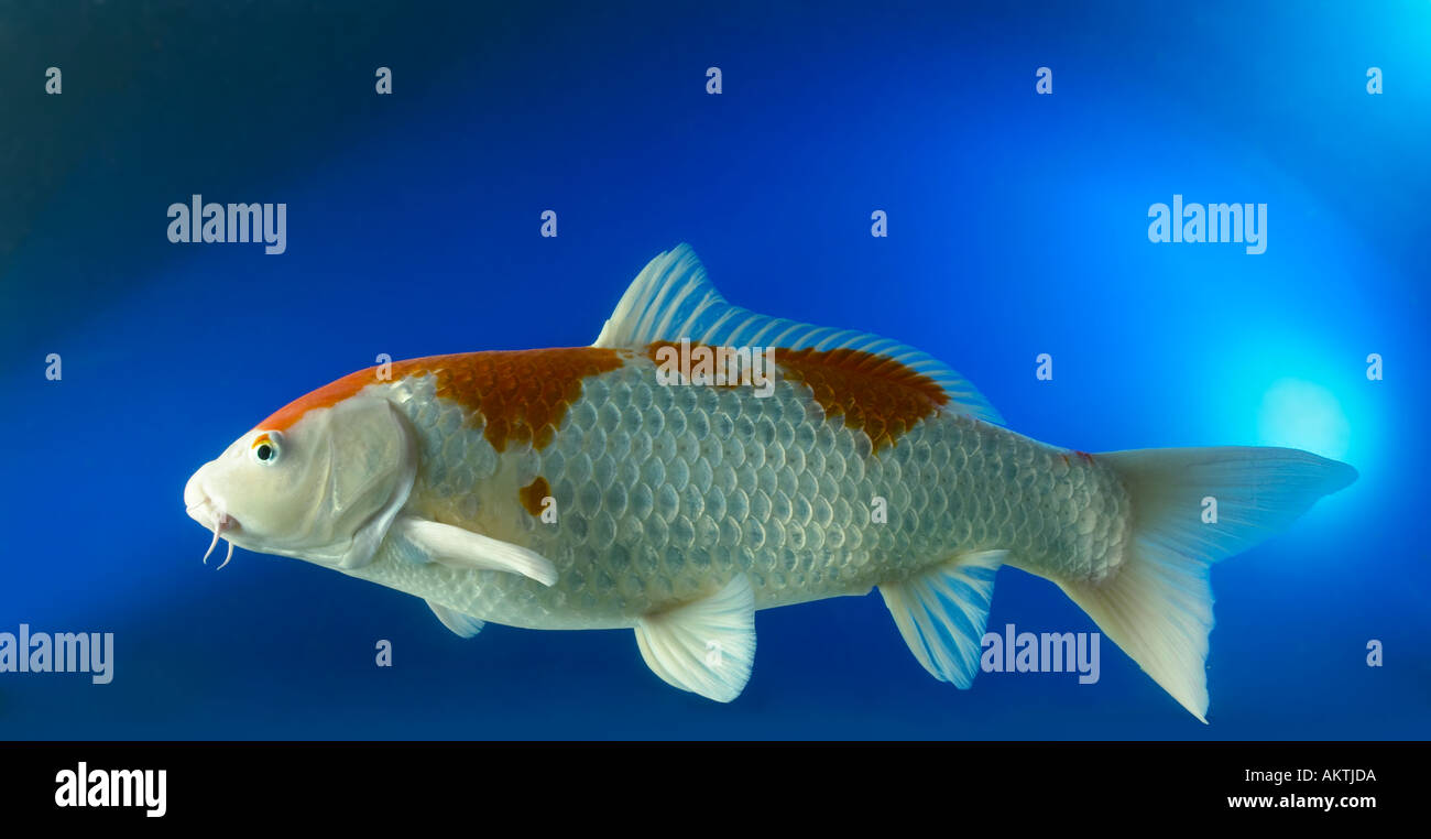 La carpe Cyprinus carpio koi koifish alimentation 1 un seul poisson ...