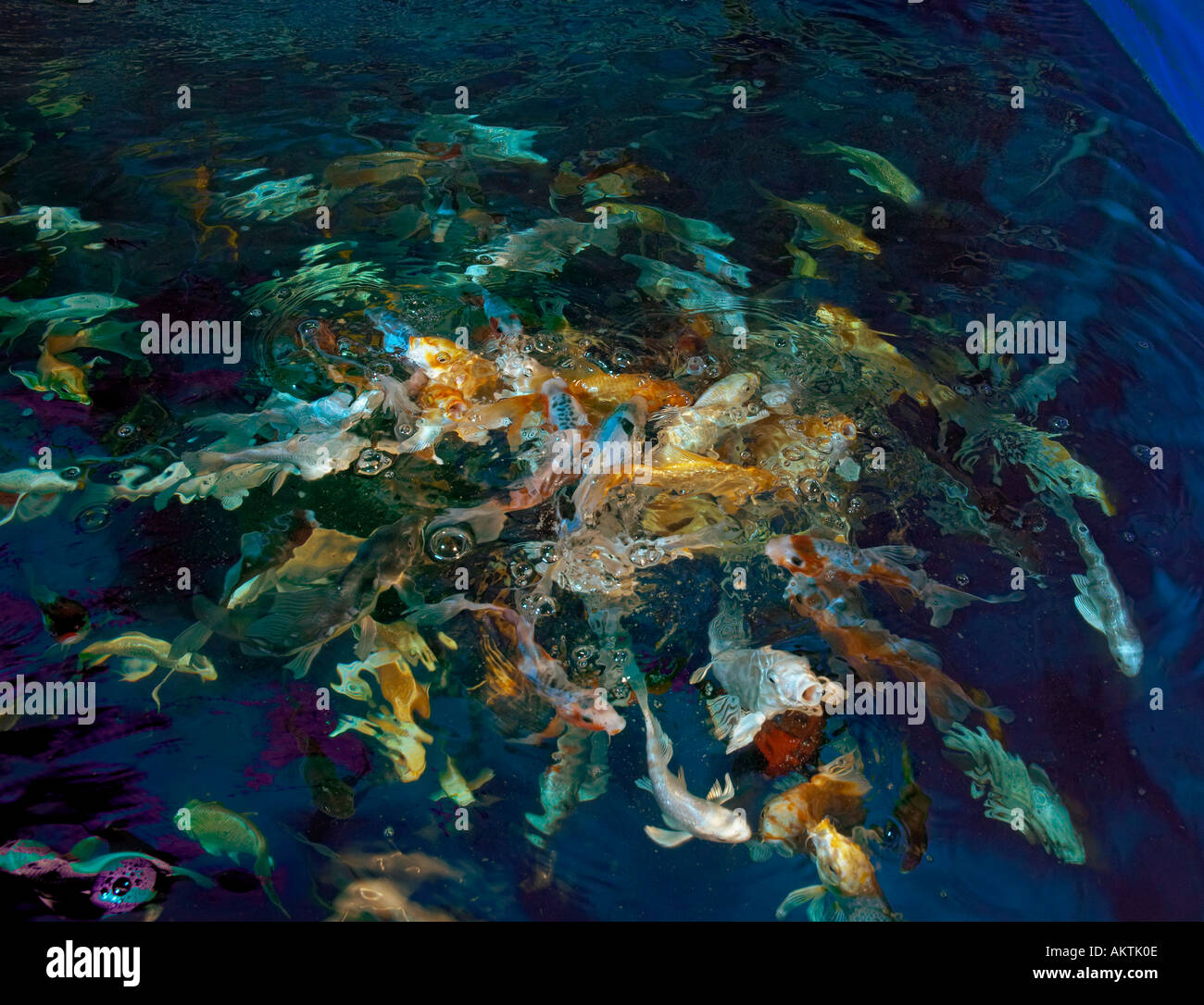 La carpe Cyprinus carpio koi koifish alimentation poissons rouges Photo ...