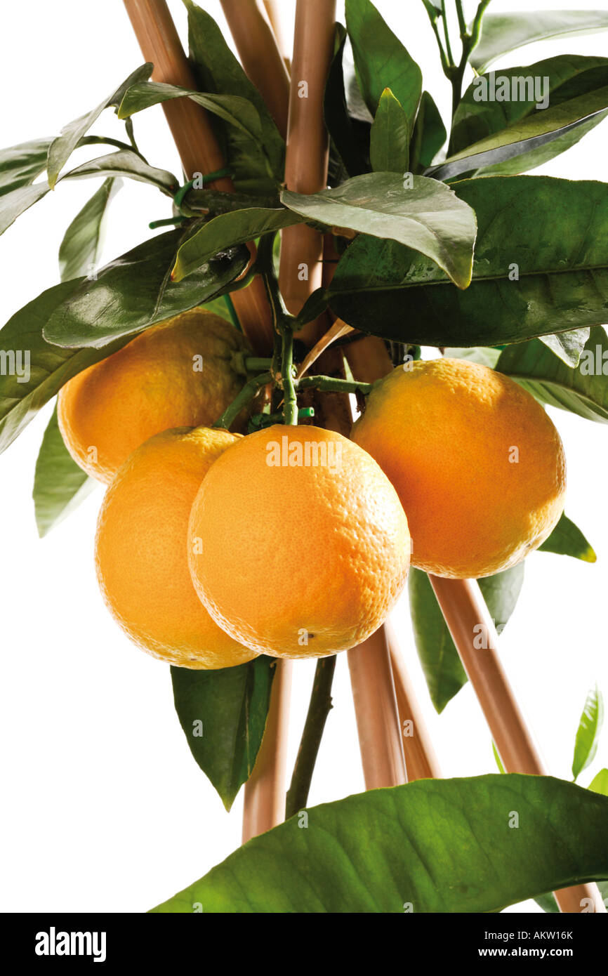 Nature morte arbre citrus sinensis Banque de photographies et d’images ...