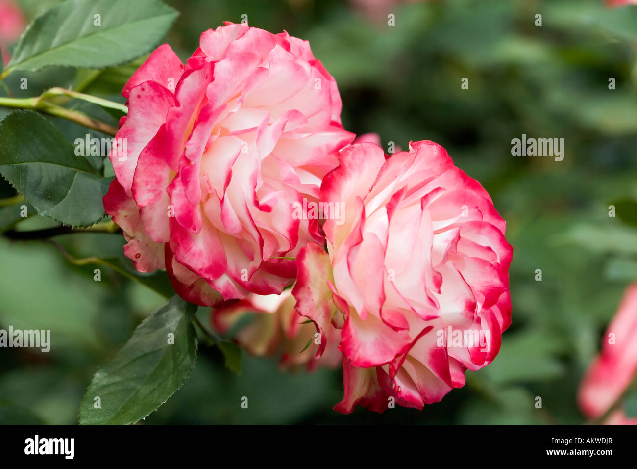 Cluster Of Red Roses Banque d'image et photos - Alamy