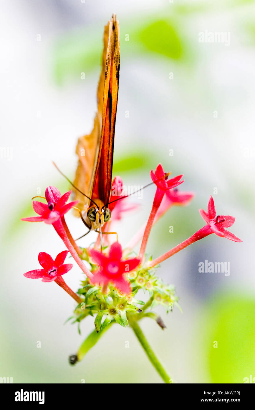 Insecte sans ailes antennes Banque de photographies et d’images à haute ...