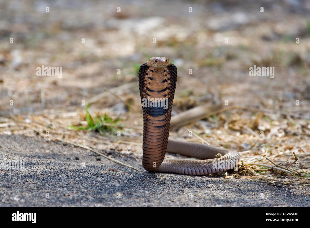 Cobra cracheur de mozambique Banque de photographies et d’images à ...