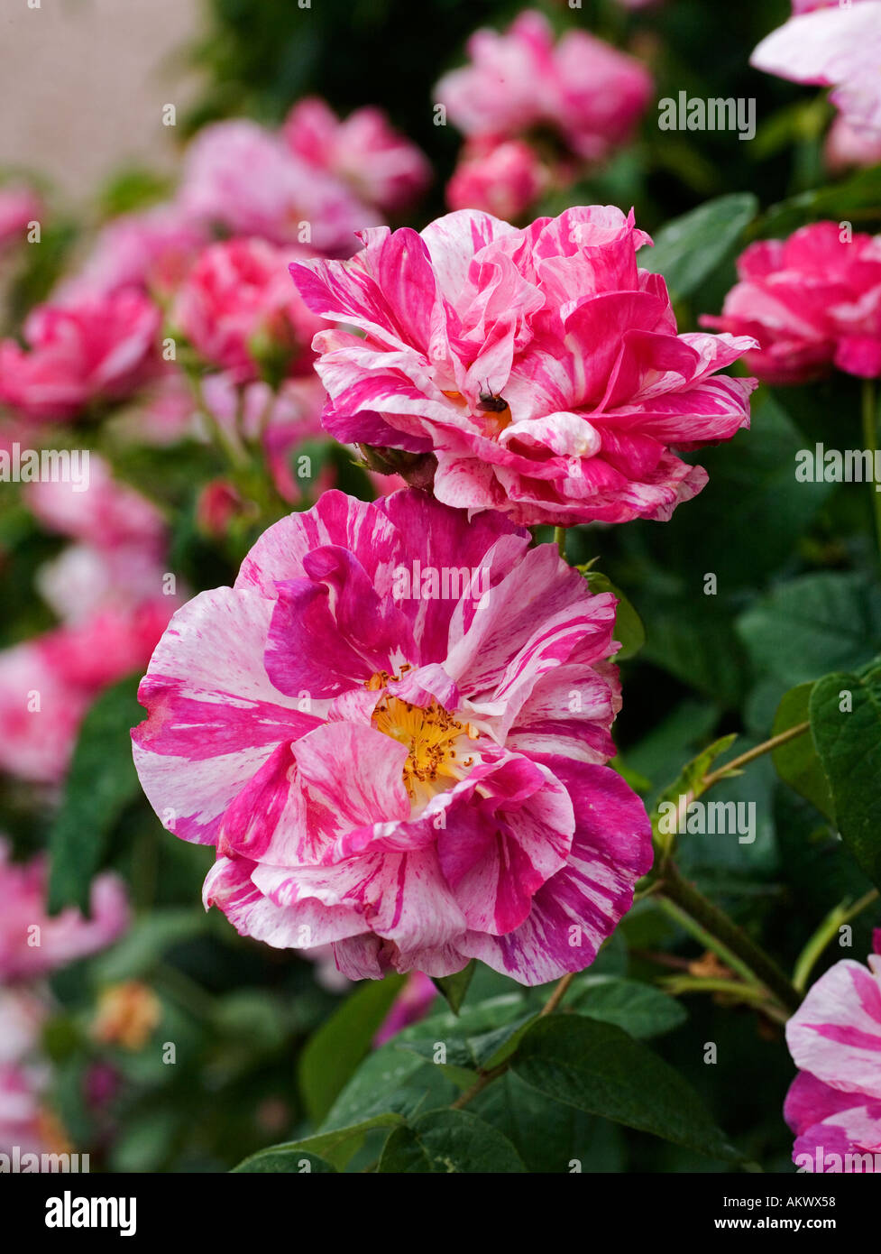 Rosa gallica versicolor Banque de photographies et d’images à haute ...