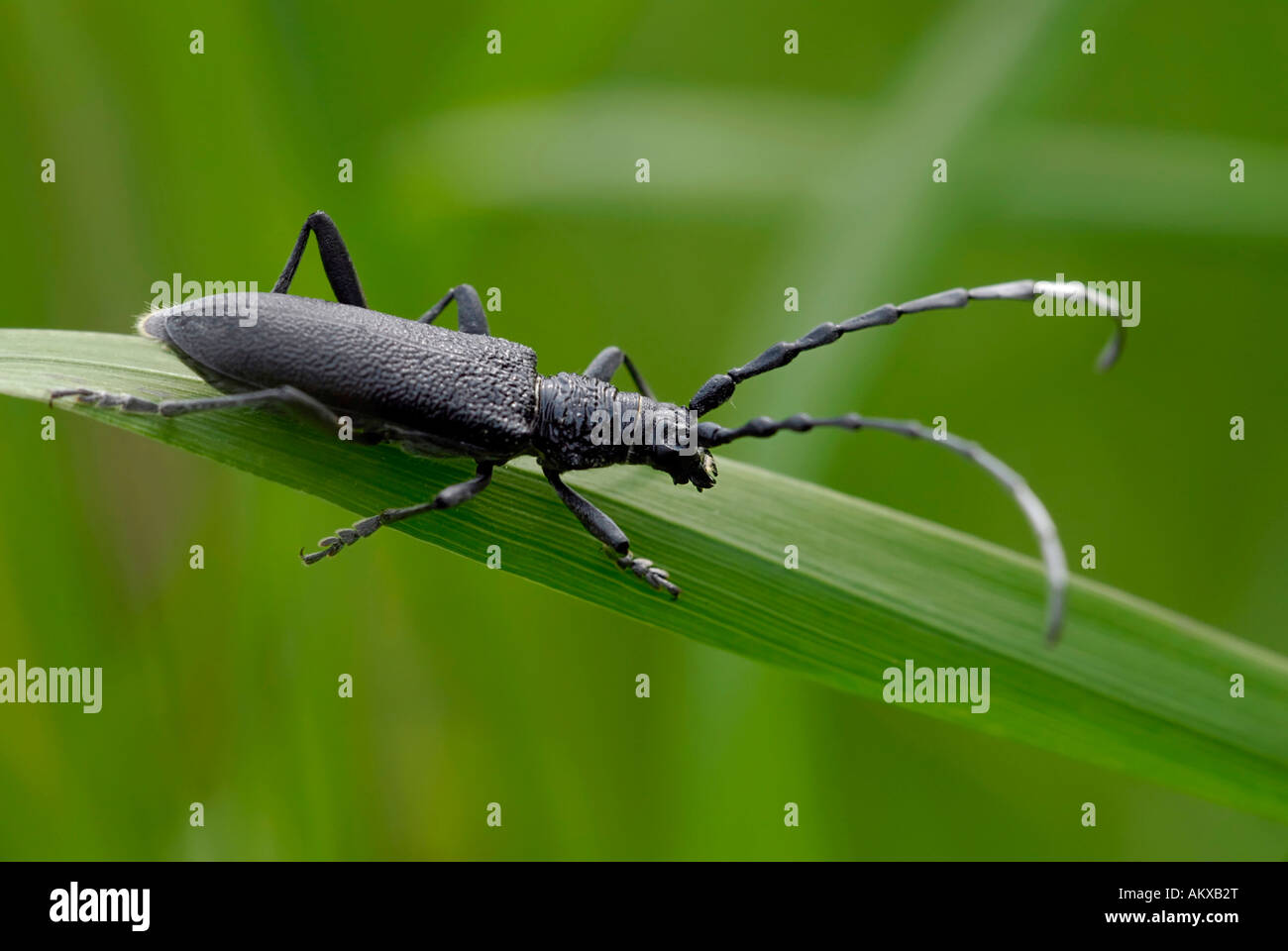 Habitat directive Banque de photographies et d’images à haute ...