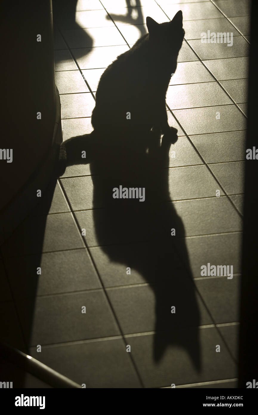 Chat ombre Banque de photographies et d’images à haute résolution - Alamy