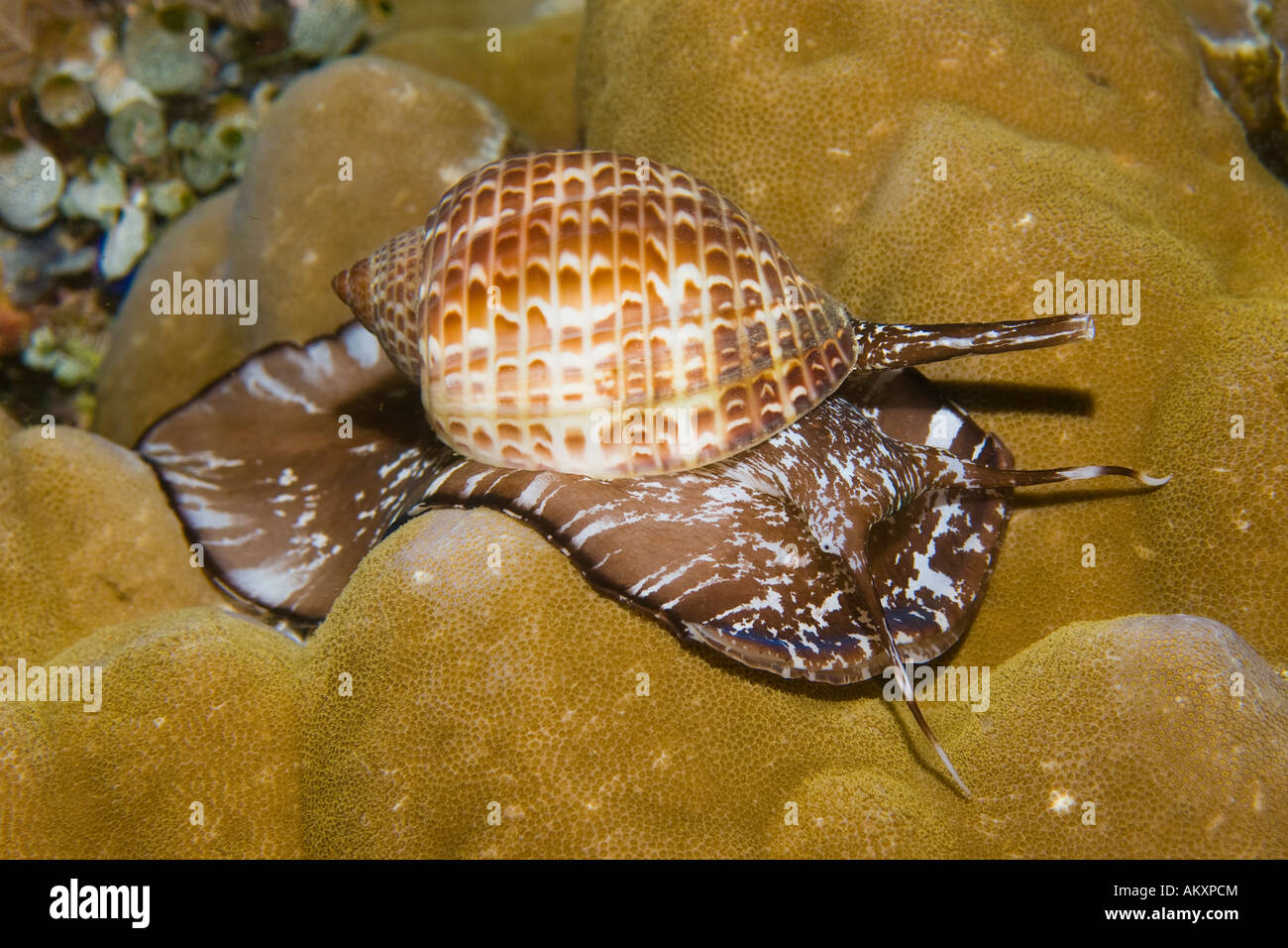 Perdrix tun Banque de photographies et d’images à haute résolution - Alamy