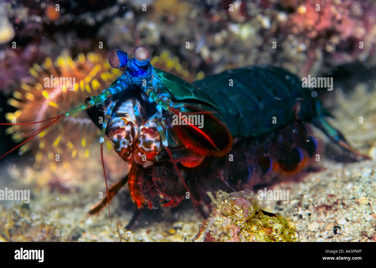 Gros plan de crevettes mantis Banque de photographies et d’images à ...