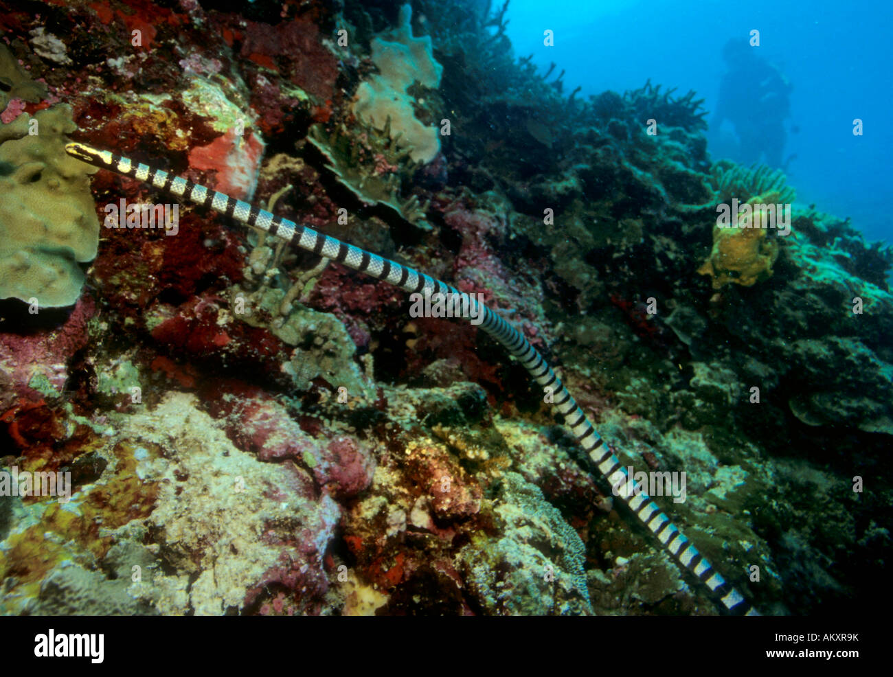 Mer bagués krait ou en bandes, serpent de mer Laticauda colubrina ...