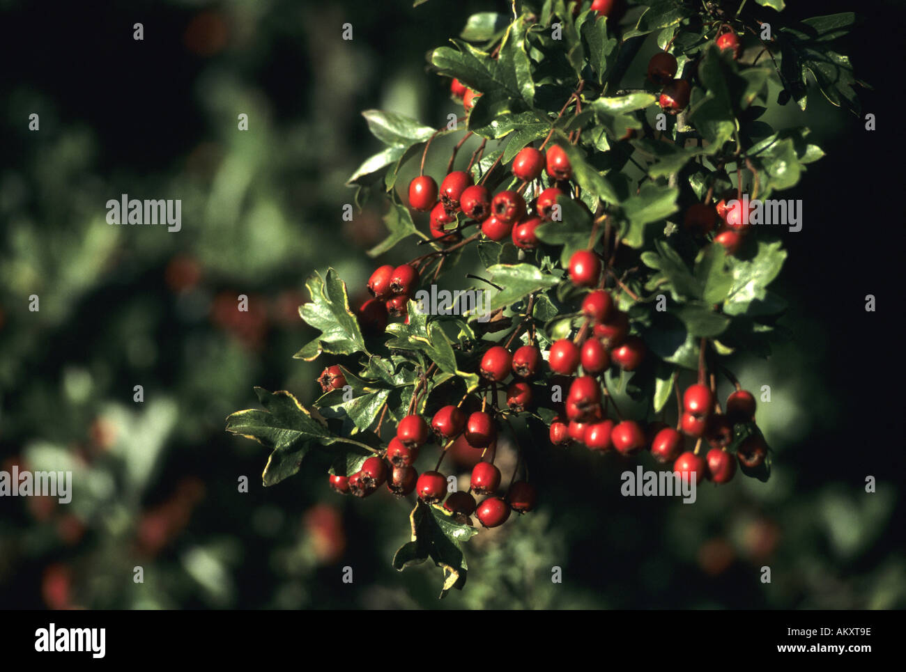 Crataegus species Banque de photographies et d’images à haute ...