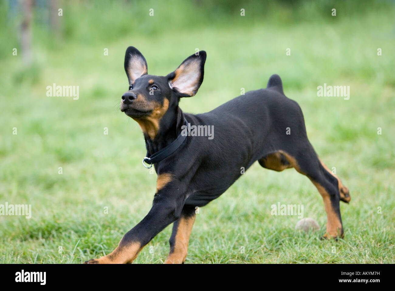 Chiots chiot doberman Banque de photographies et d’images à haute ...