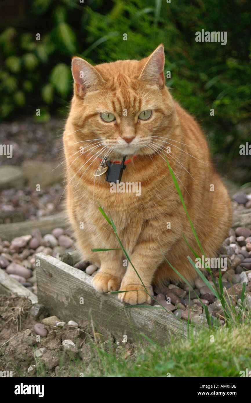 Sybil a Banque de photographies et d’images à haute résolution - Alamy