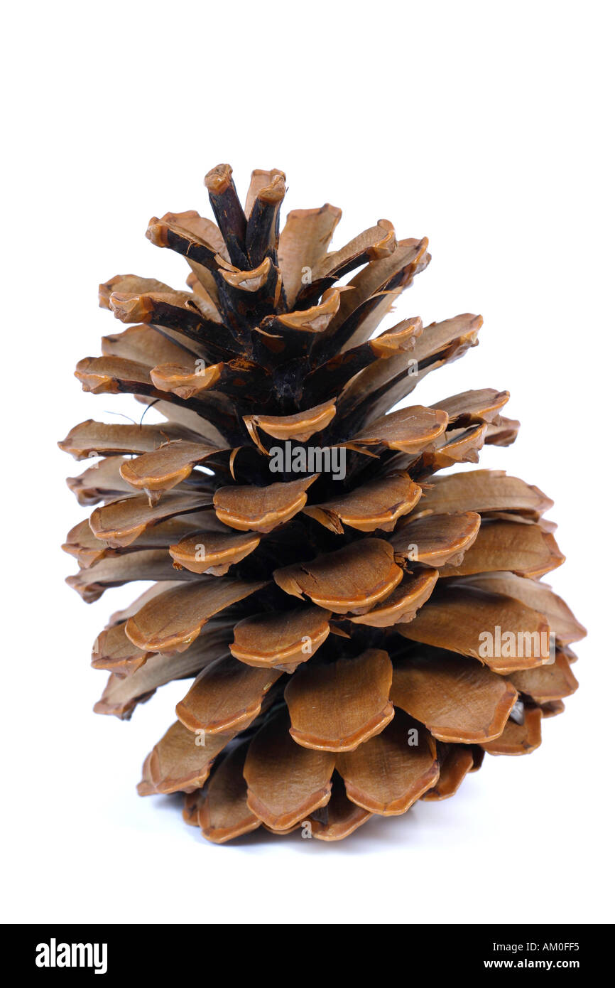 Pine cone Banque de photographies et d’images à haute résolution - Alamy