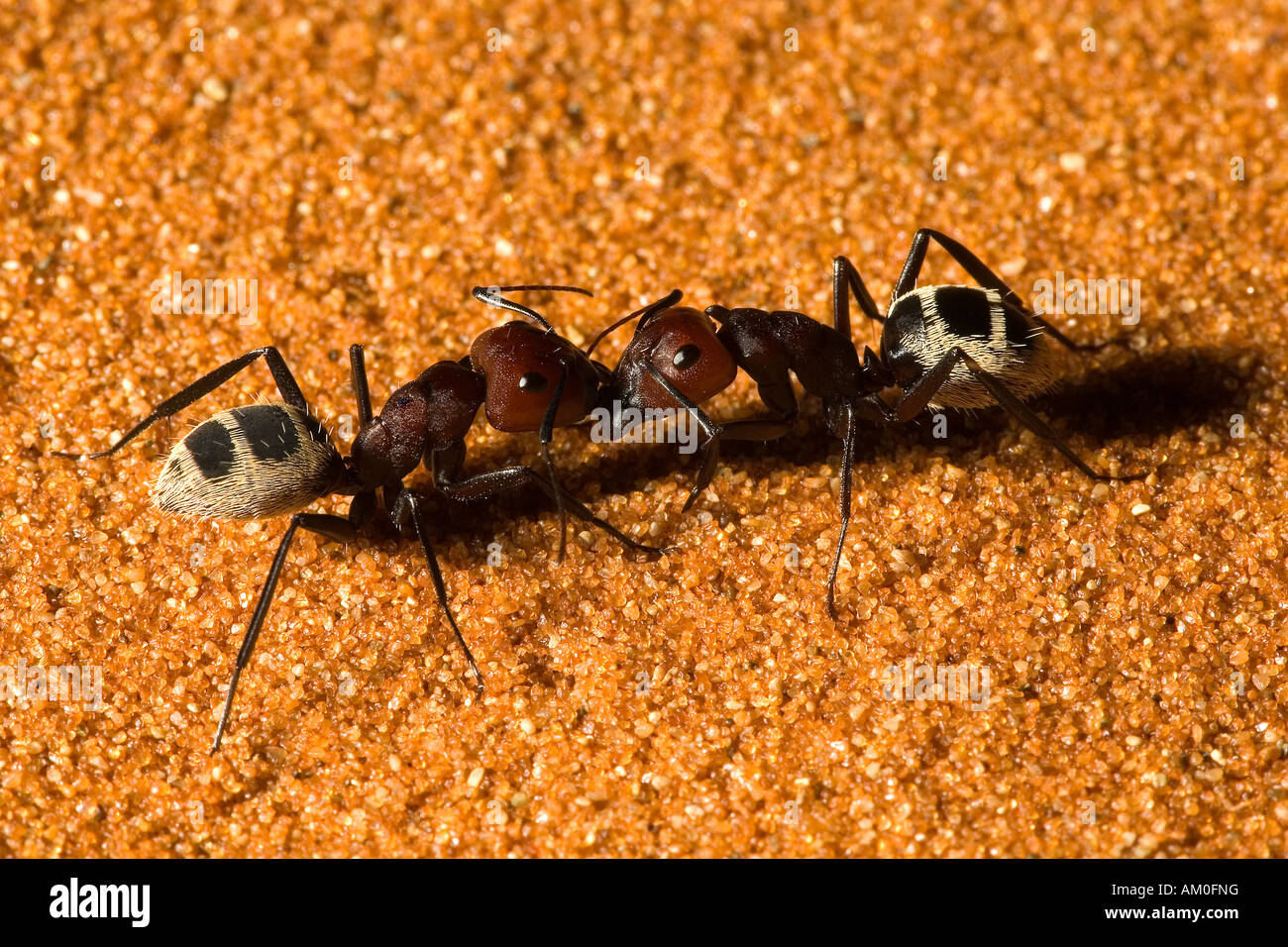 Deux fourmis, des dunes de sable, le désert de Namib, le Desert Lodge ...