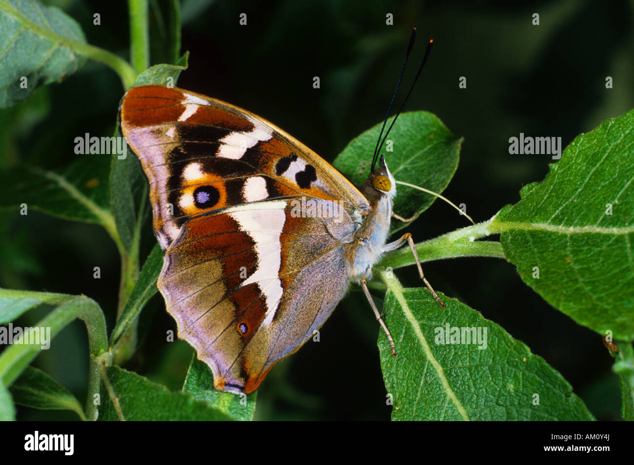 Purple emperor butterfly Banque de photographies et d’images à haute ...