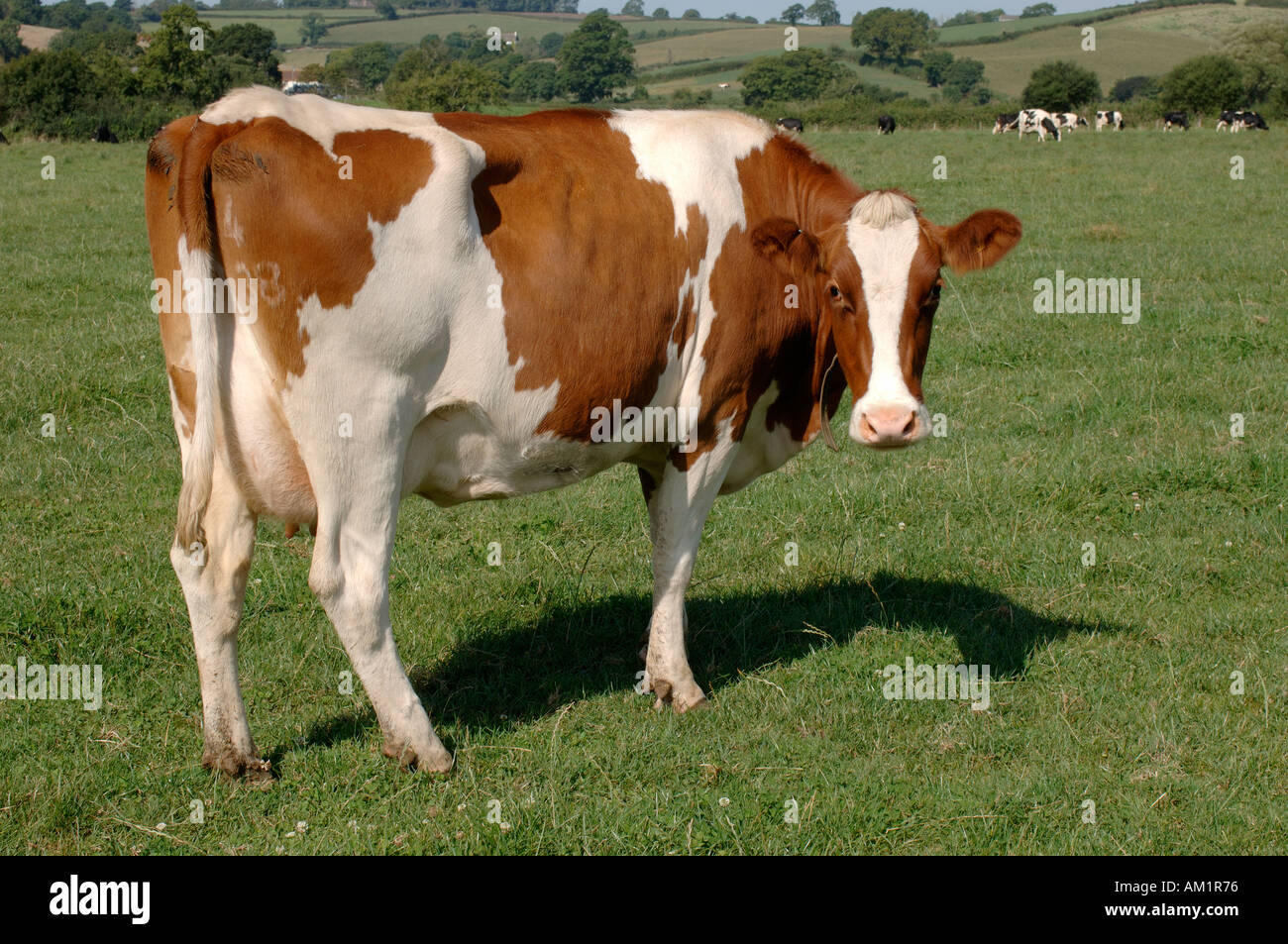 La vache de race Frisonne blanc rouge sur l'herbe d'été Devon Photo ...
