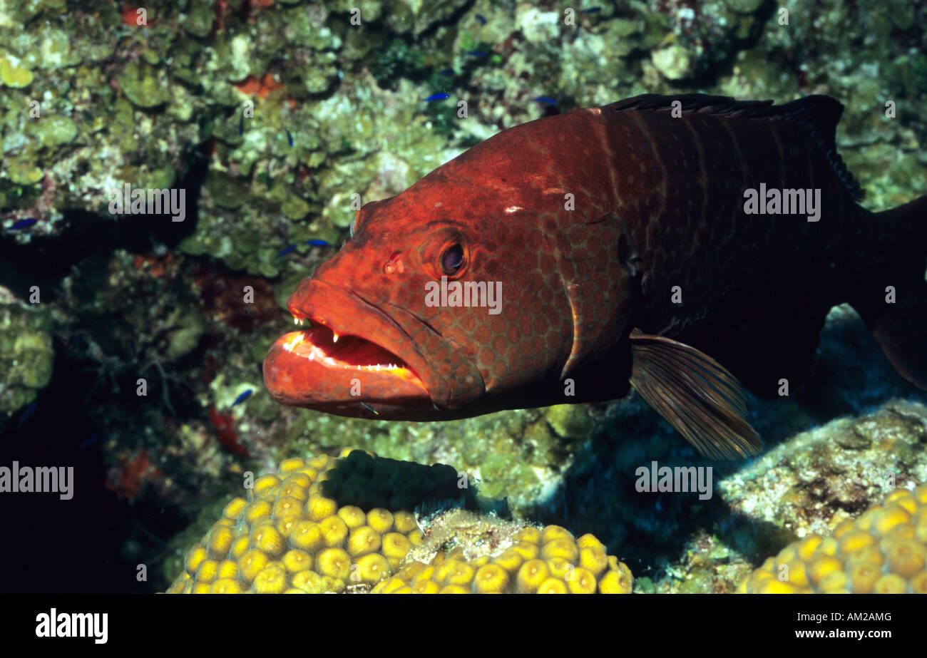 Poisson des caraïbes Banque de photographies et d’images à haute ...