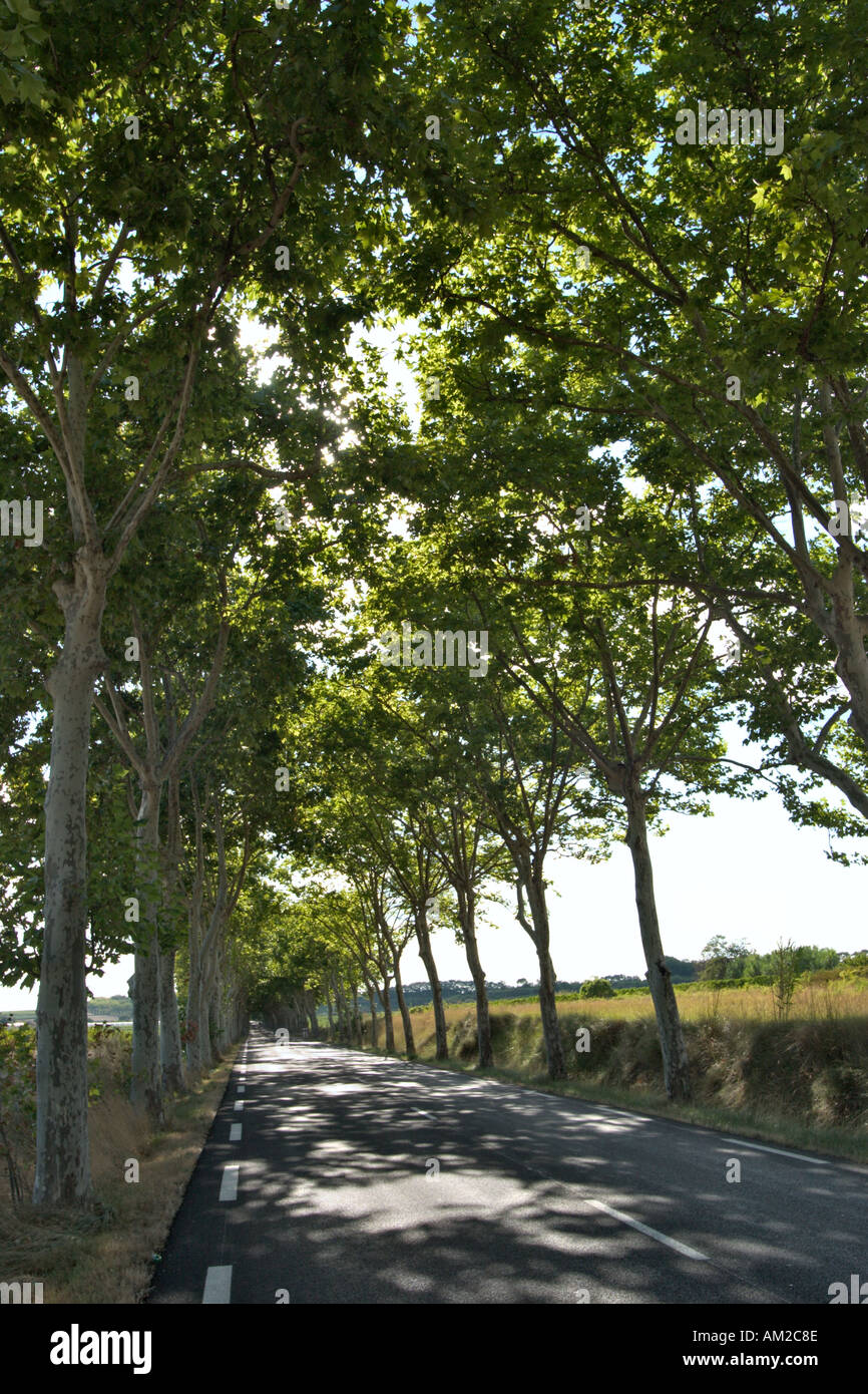 Typical french tree lined road Banque de photographies et d’images à ...