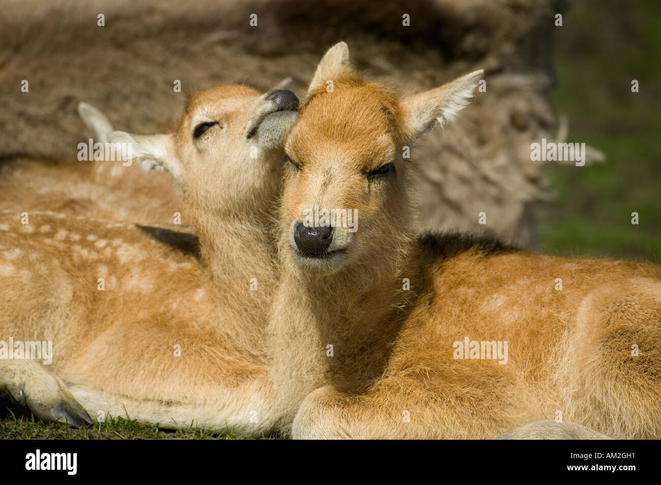 Les faons Banque de photographies et d’images à haute résolution - Alamy