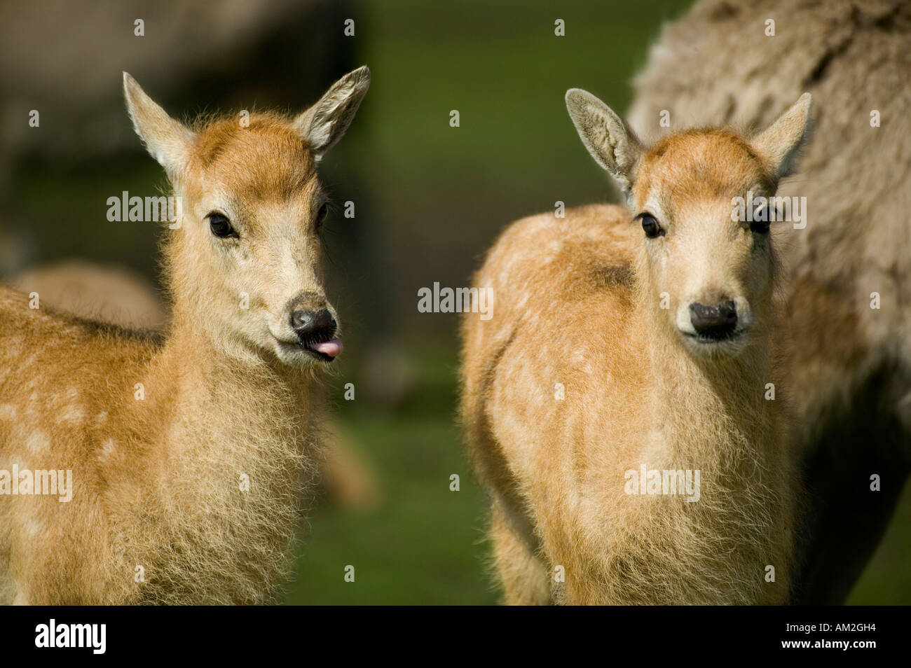 Les faons Banque de photographies et d’images à haute résolution - Alamy
