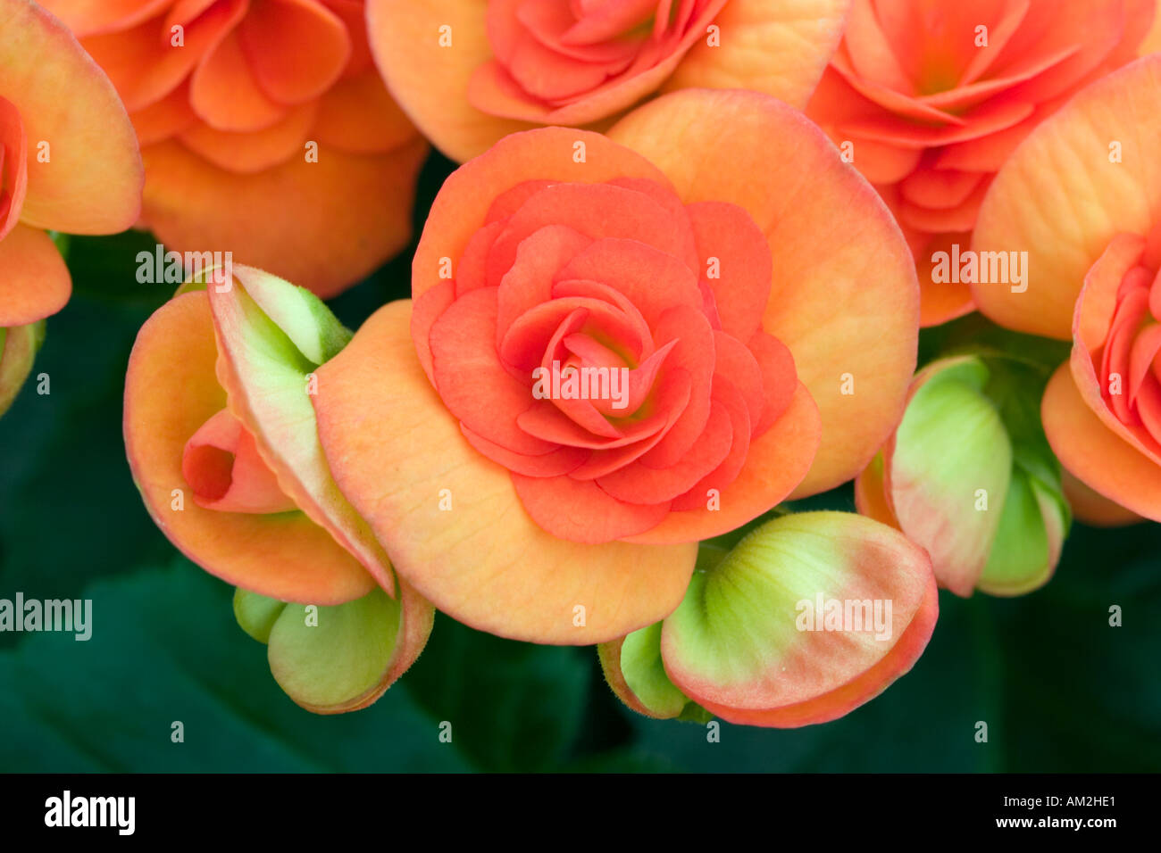 Hiemalis begonia Banque de photographies et d’images à haute résolution ...