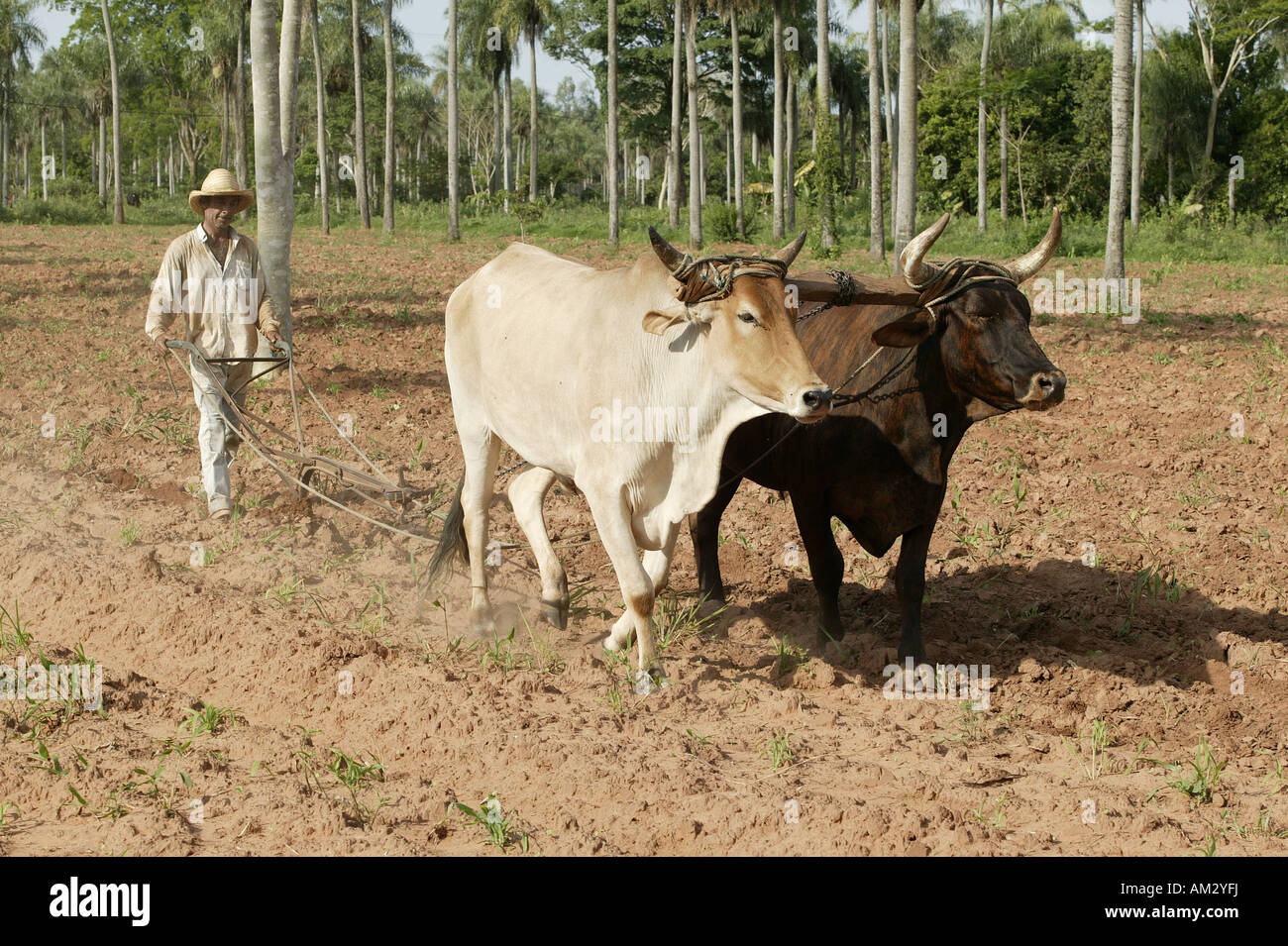 Agent de terrain labourer un champ avec une charrue à boeufs, Paraguay ...