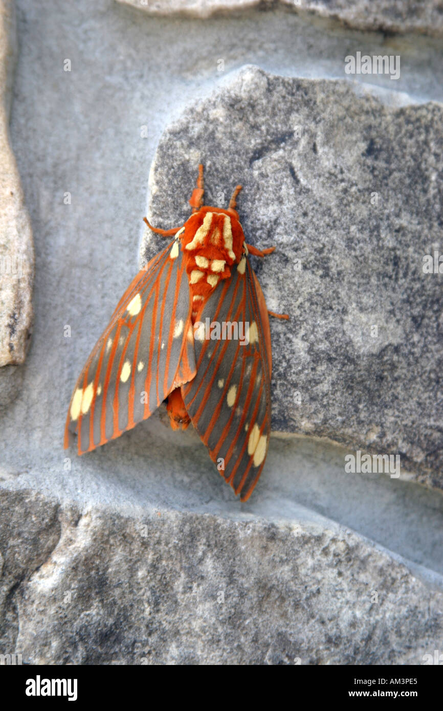 Regal moth Banque de photographies et d’images à haute résolution - Alamy