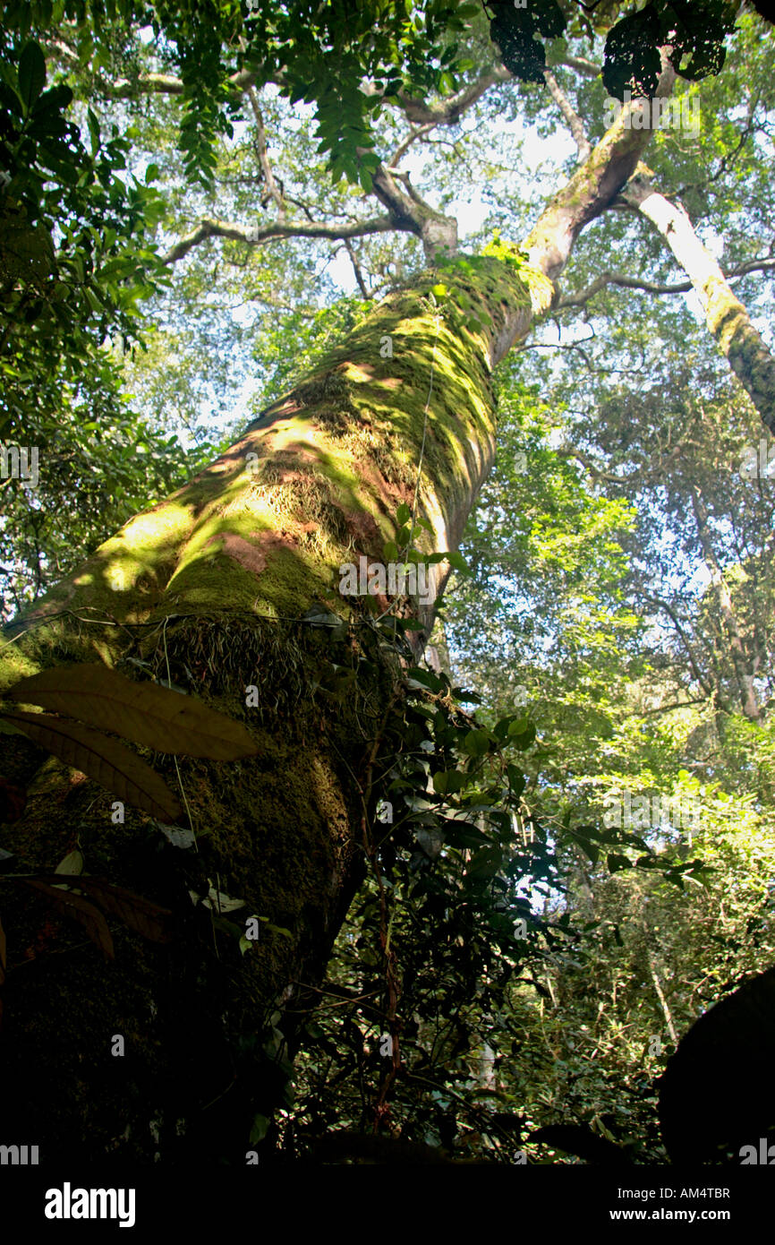 Mahogany tree africa Banque de photographies et d’images à haute ...