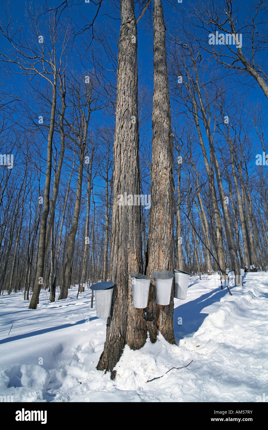 Le Canada, la Province du Québec, Région Montréal, Rigaud, La Sucrerie ...