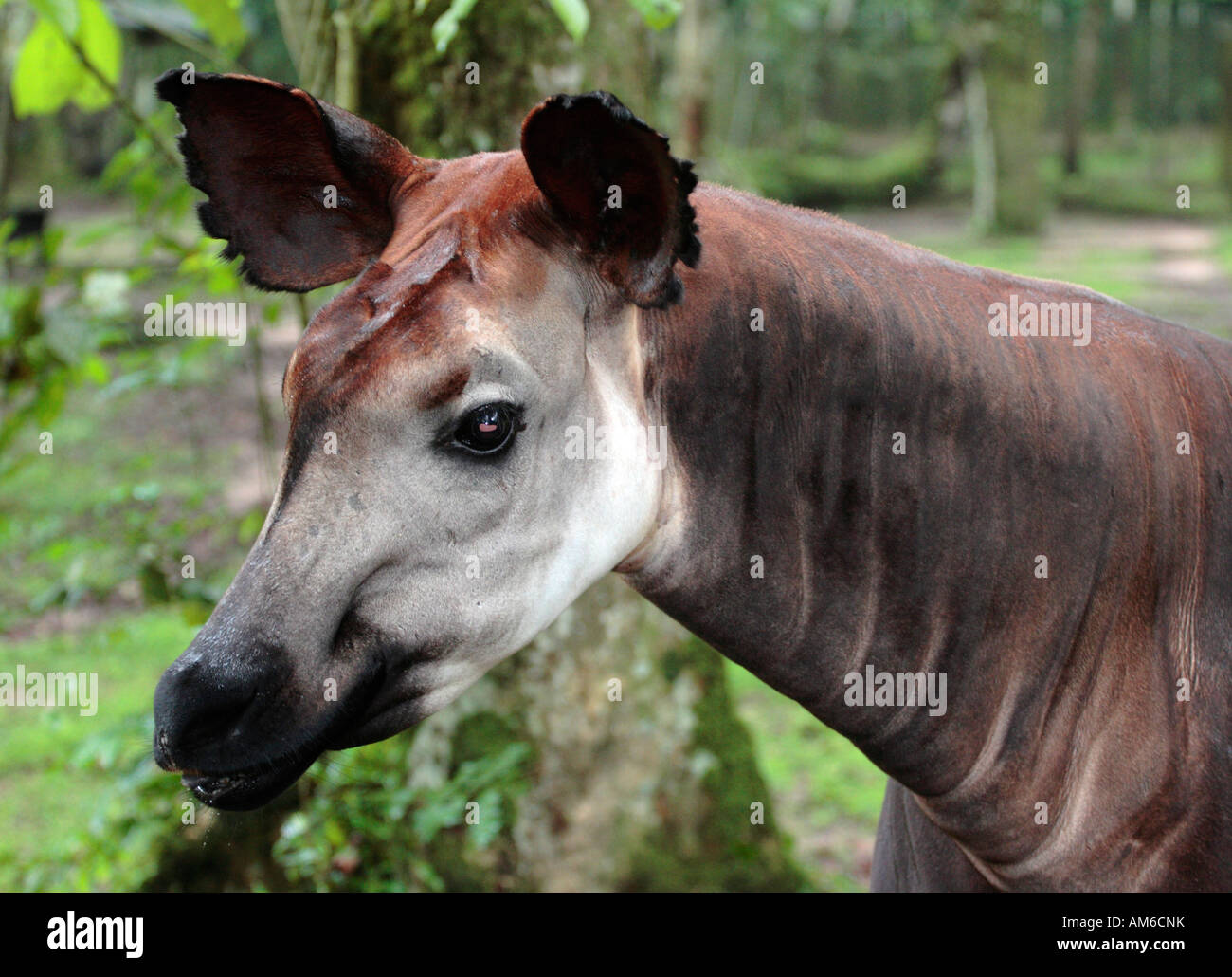 Ituri forest Banque de photographies et d’images à haute résolution - Alamy