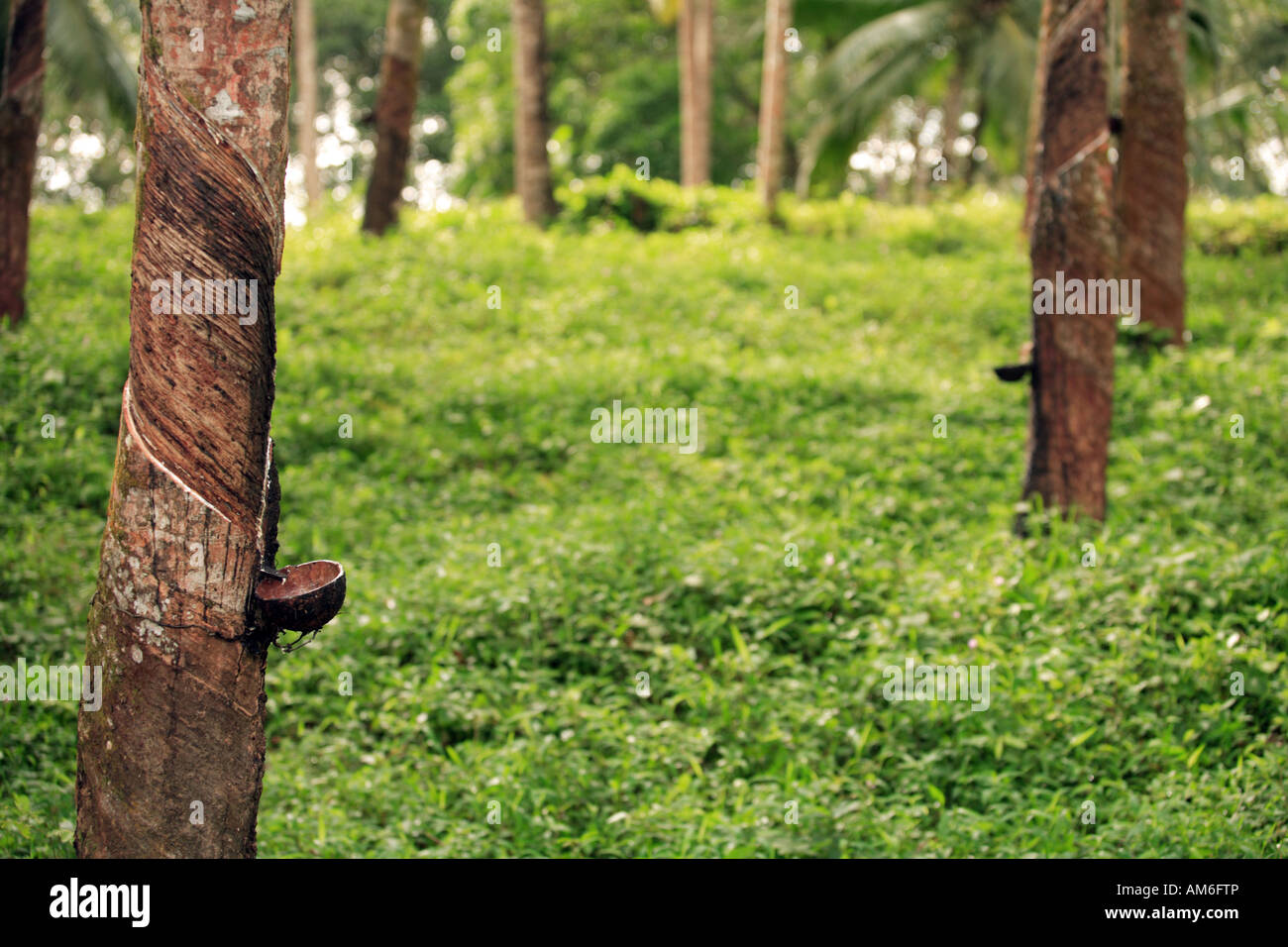Latex rubber plantation sri lanka Banque de photographies et d’images à haute résolution - Alamy