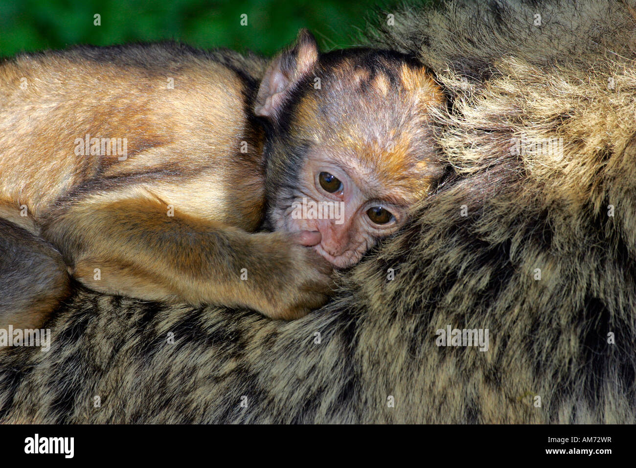 Jeune singe makake Banque de photographies et d’images à haute ...